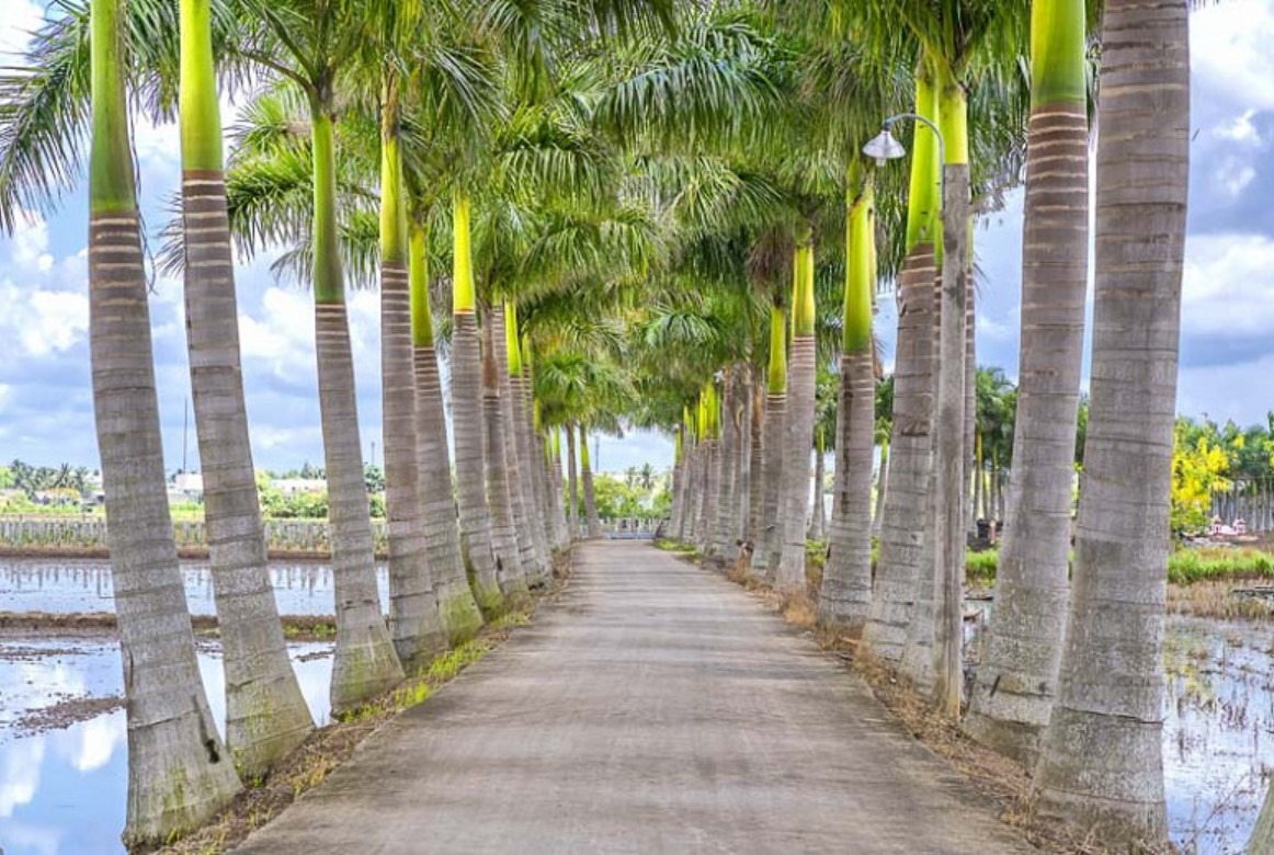 Royal Palm Tree EcoCation