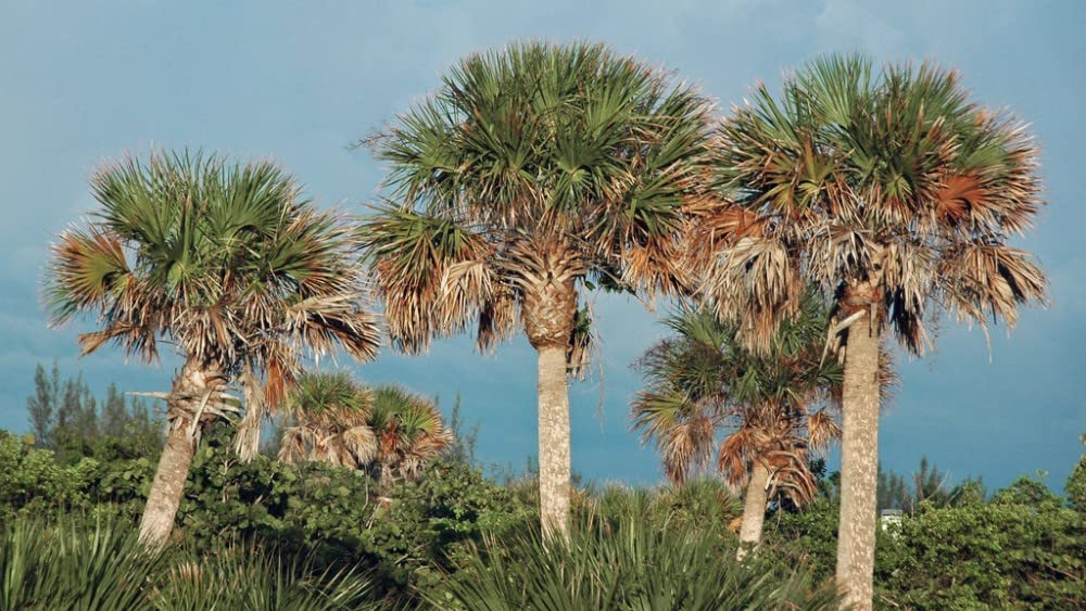 Cabbage Palm (Sabal Palmetto) - A Full Guide