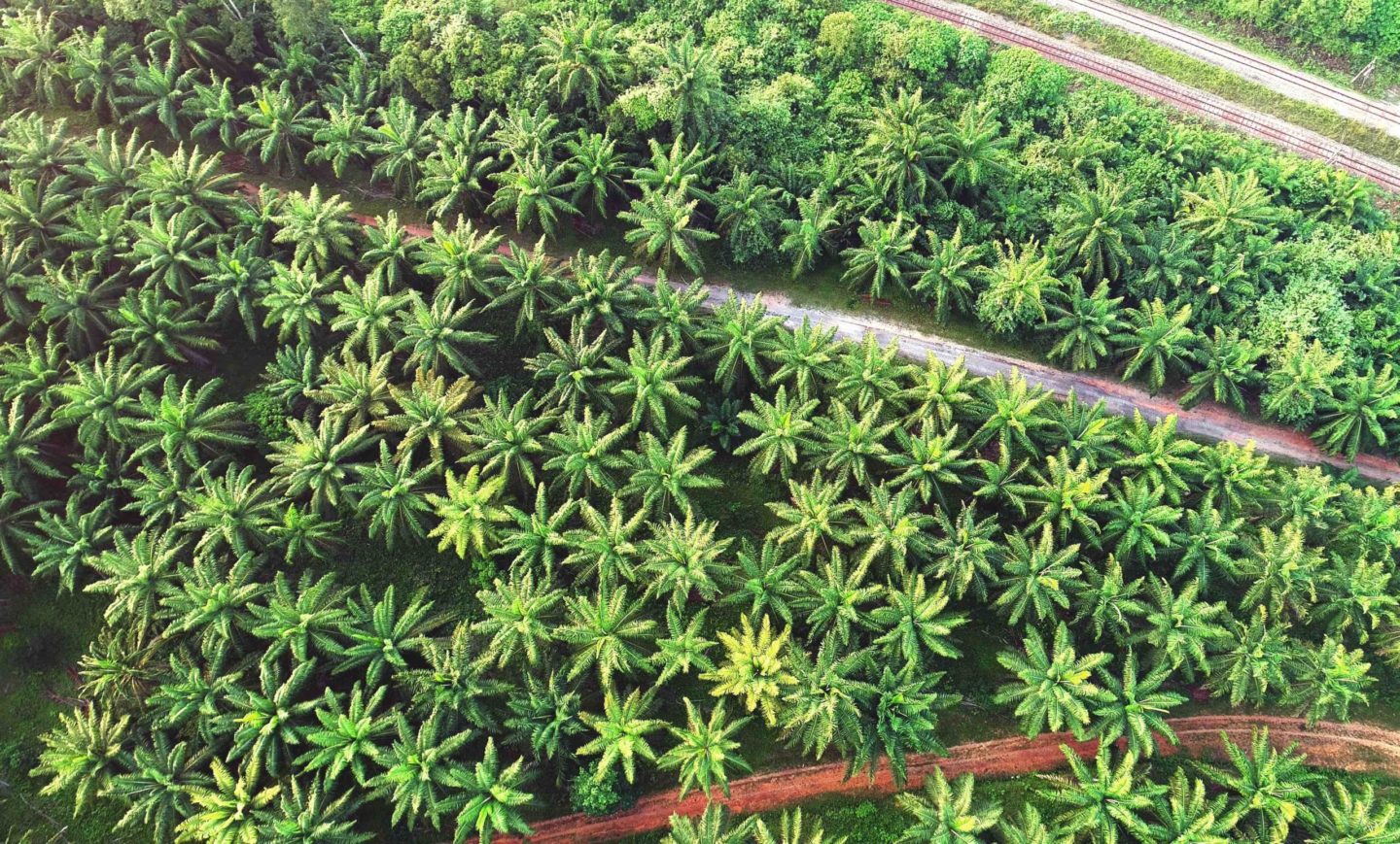 Deforestation Caused by Oil Palm Production Decreasing in Indonesia ...