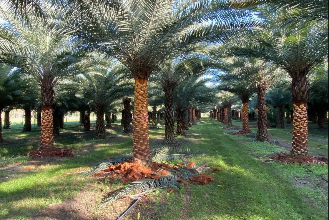 Sylvester Palm (Phoenix Sylvestris) - A Botanist's Guide - EcoCation